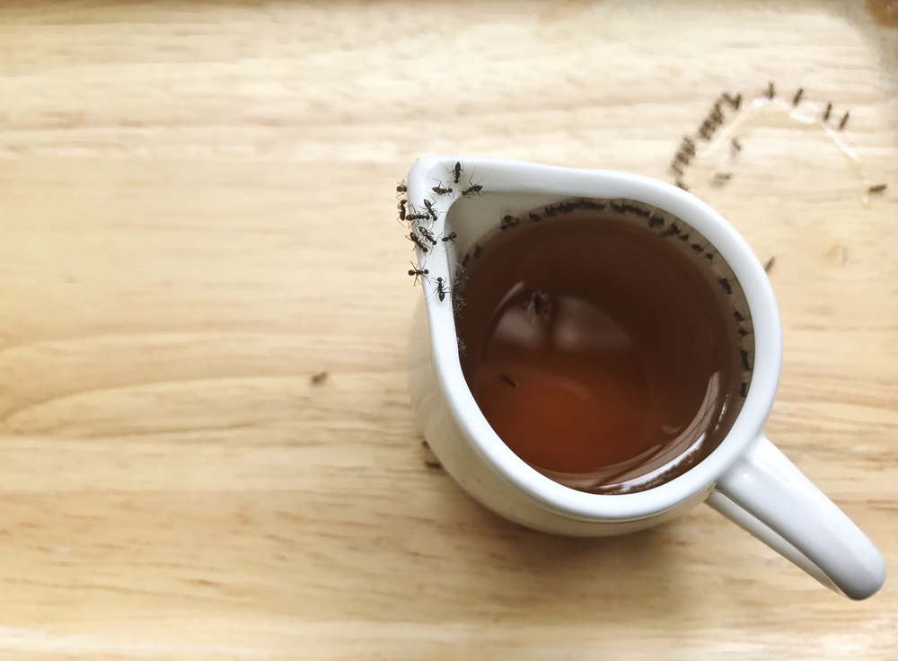 How to Keep Your Restaurant’s Kitchen Bug Free